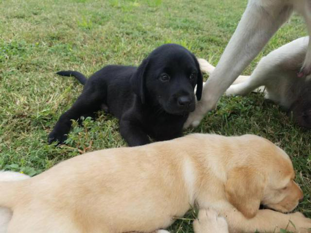 Friendly AKC Labrador retriever pup Dunkirk - Puppies for Sale Near Me Friendly AKC Labrador retriever pup Dunkirk - Puppies for Sale Near Me