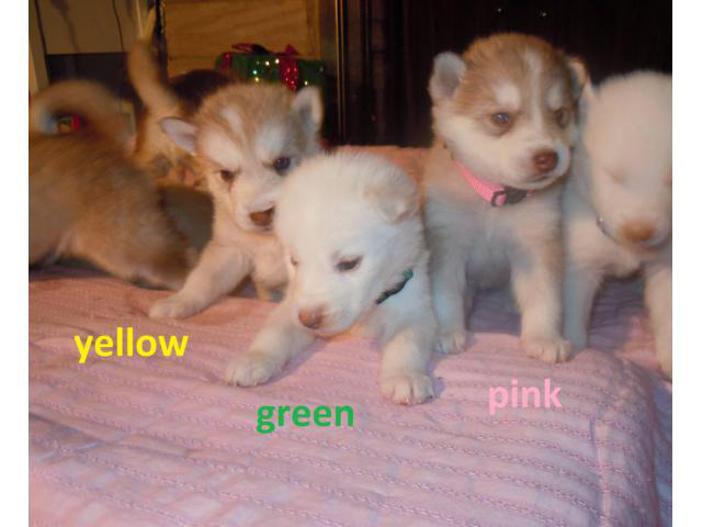 6 males and 1 female Alusky puppies for sale - Alusky Puppies for Sale ...