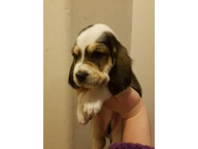 Basset Hound Collie Mix Puppies Boise Puppies For Sale Near Me