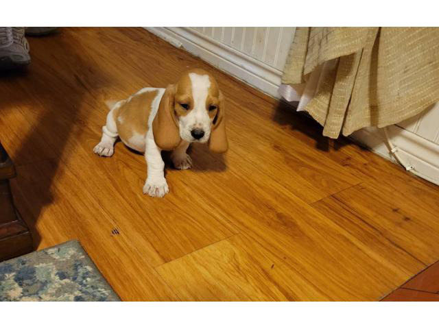 Lemon and white Bassett Hound puppies for sale San Antonio - Puppies ...