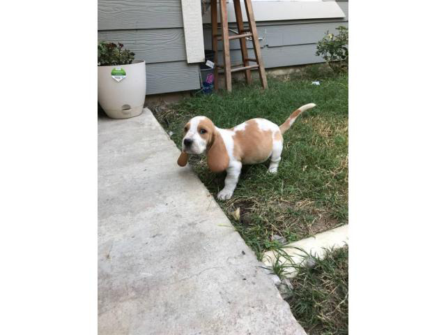 Lemon and white Bassett Hound puppies for sale San Antonio - Puppies ...