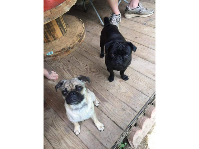 Pug puppies for adoption - Pug Puppies for Sale near New Castle ...